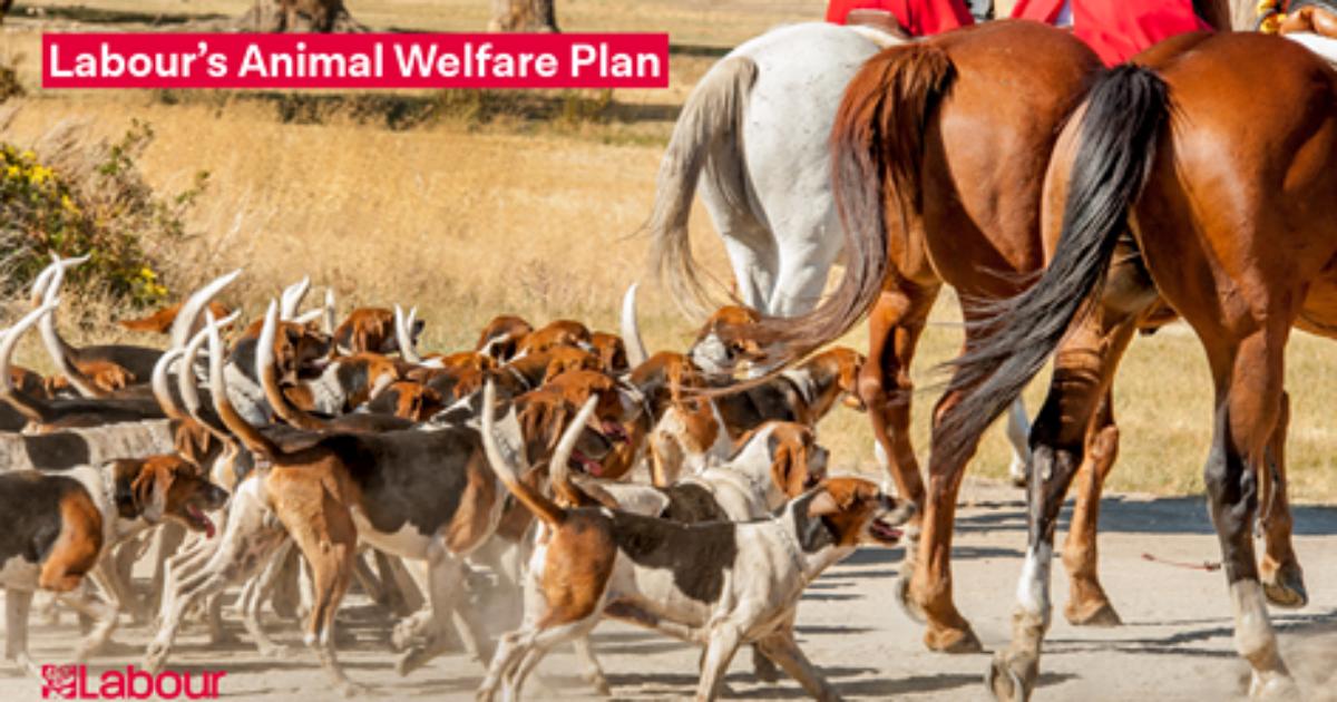 World Animal Day – Labour’s plan for ensuring Animal Welfare - Kerry ...